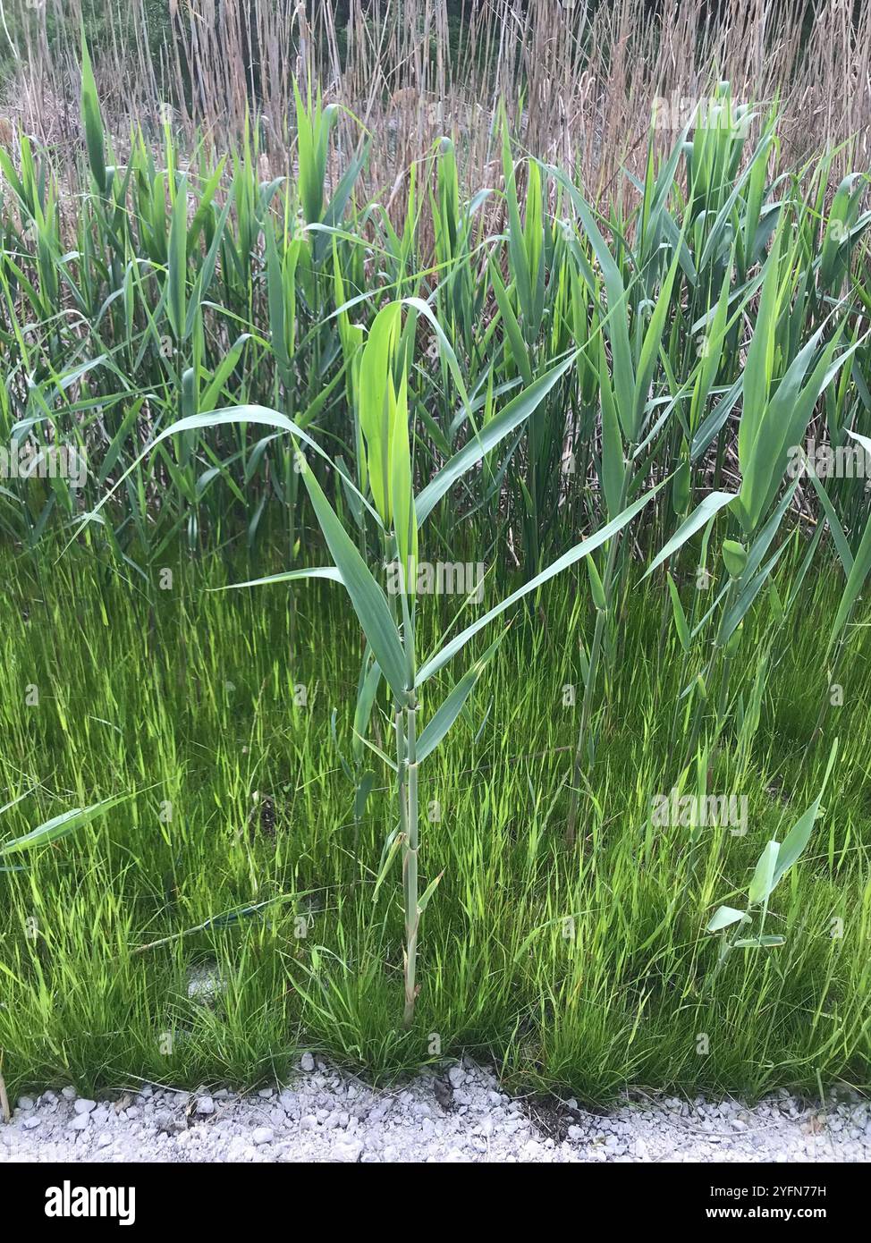 European reed (Phragmites australis australis Stock Photo - Alamy