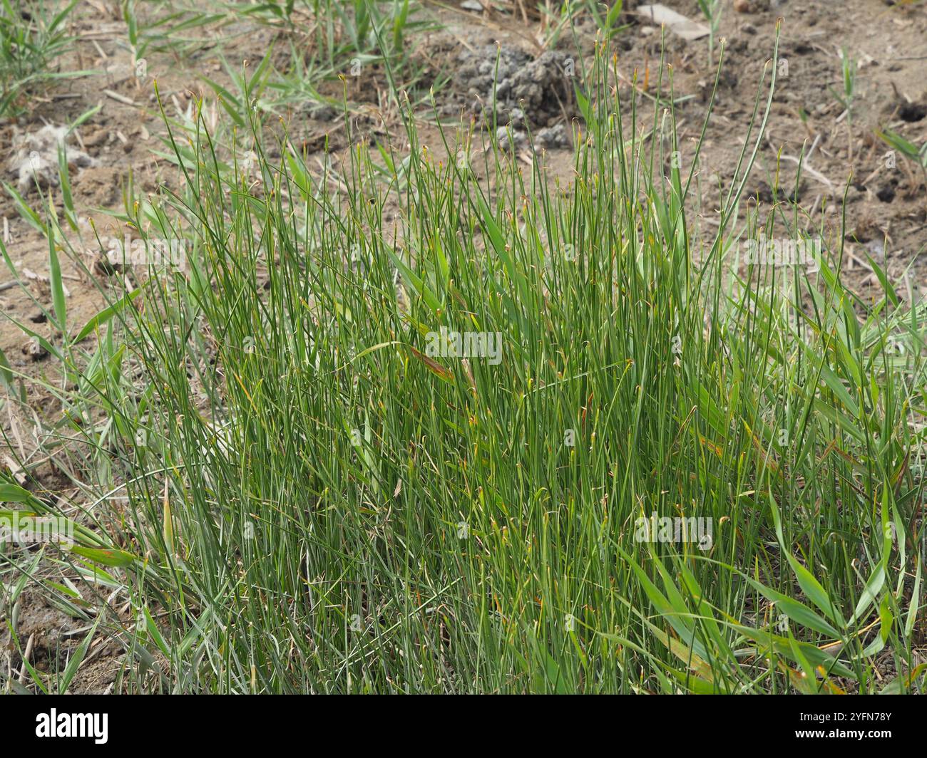 Short-leaved Malacea Galingale (Cyperus malaccensis monophyllus Stock ...