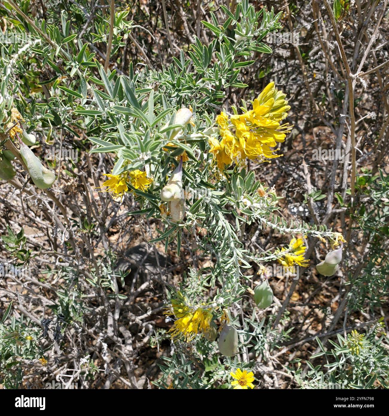 Bladderpod (Cleomella arborea Stock Photo - Alamy