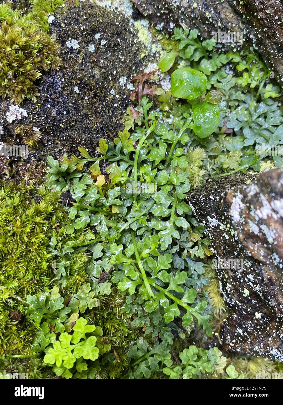 Mountain spleenwort hi-res stock photography and images - Alamy