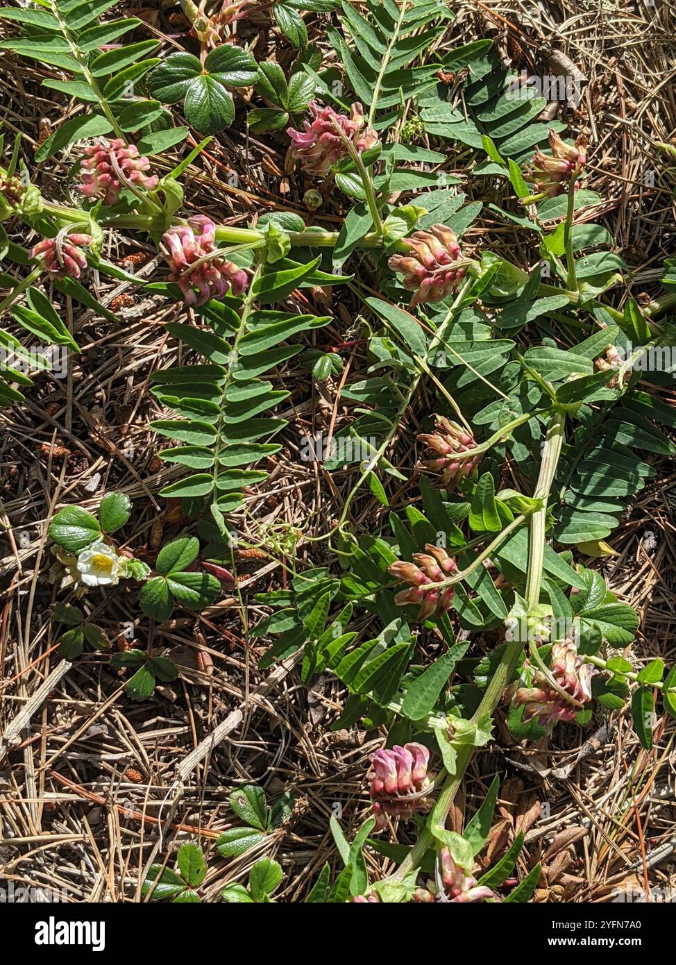 giant vetch (Vicia gigantea Stock Photo - Alamy
