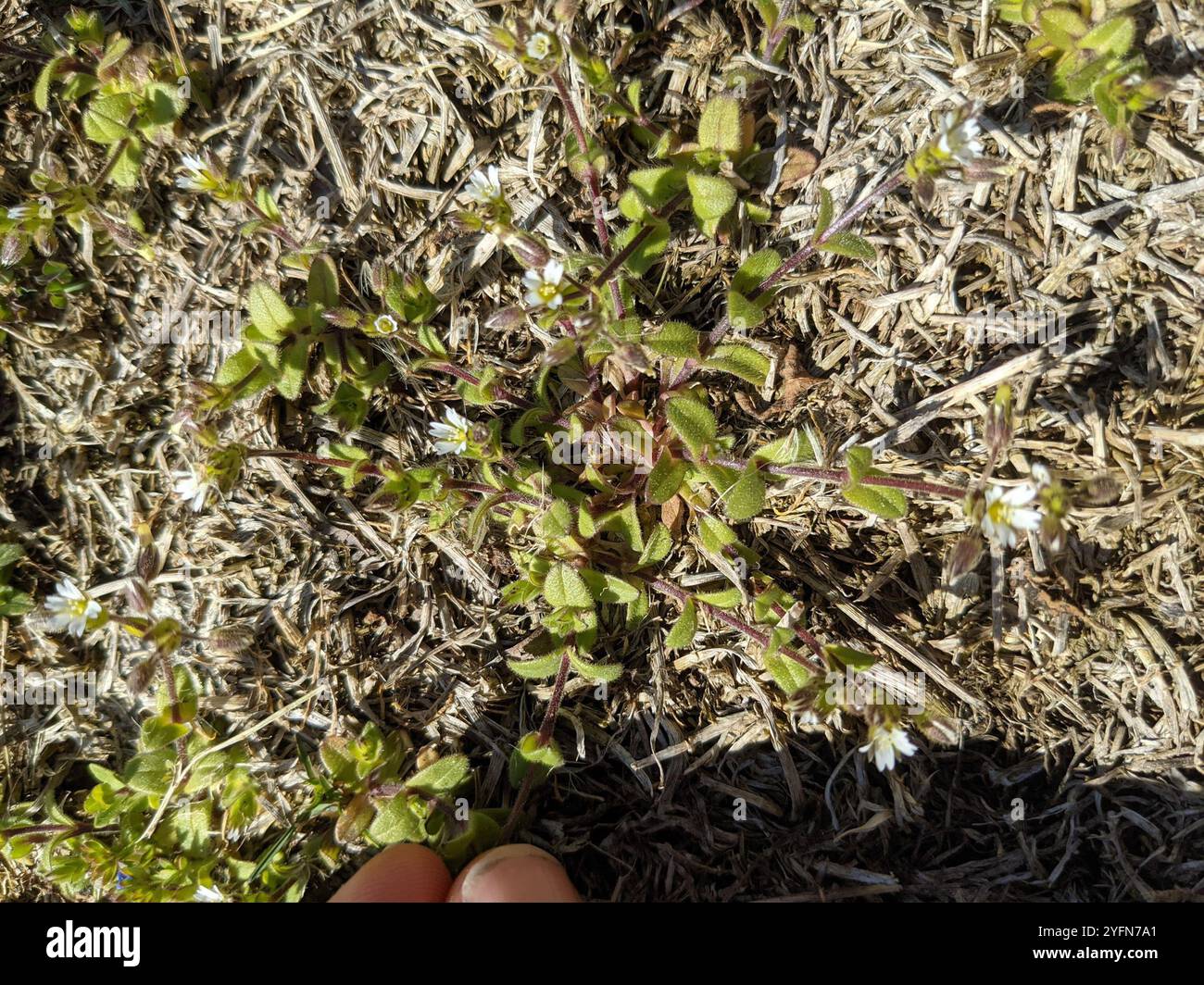 Common mouse-ear chickweed (Cerastium fontanum Stock Photo - Alamy