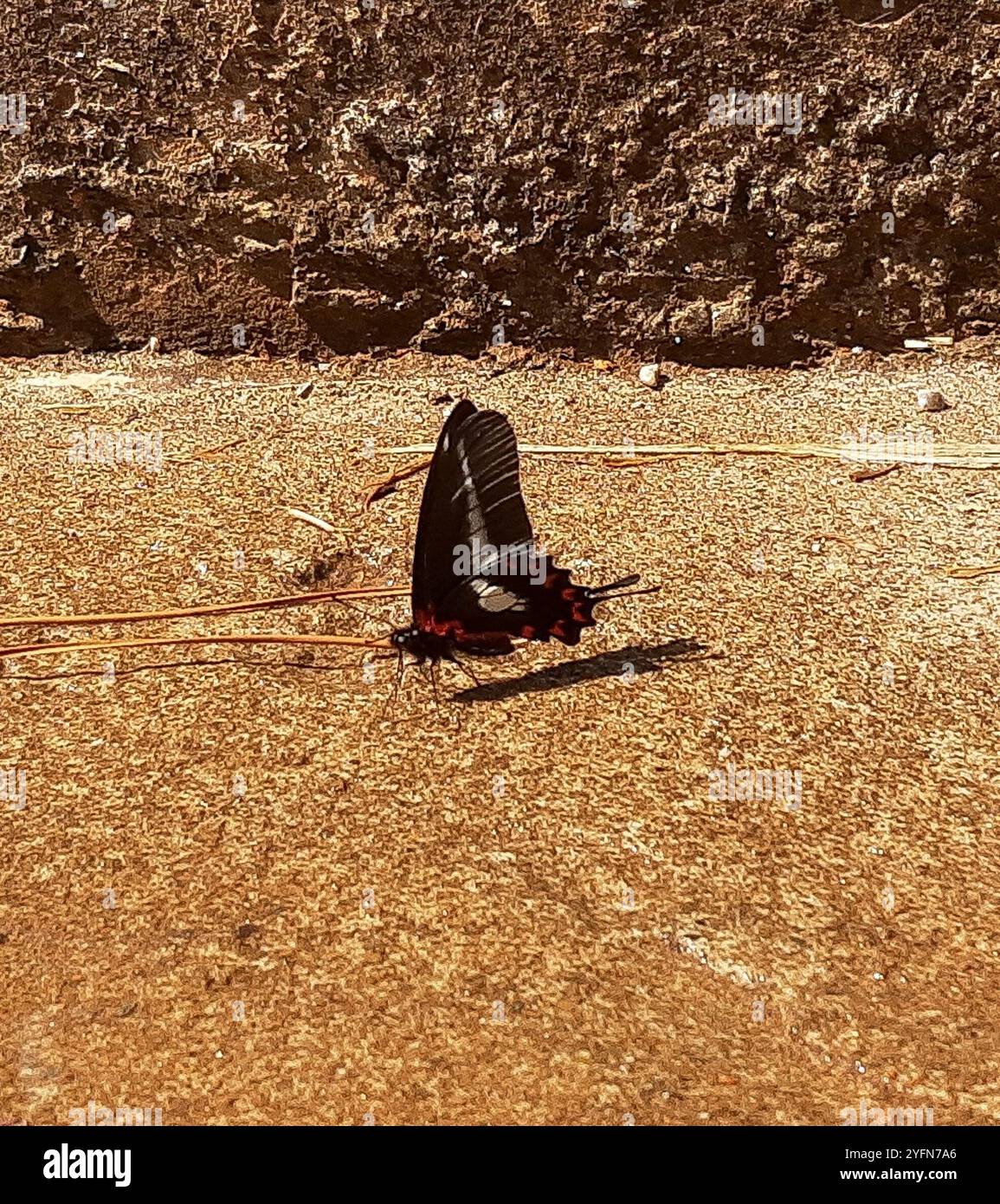 Lysithous hi-res stock photography and images - Alamy