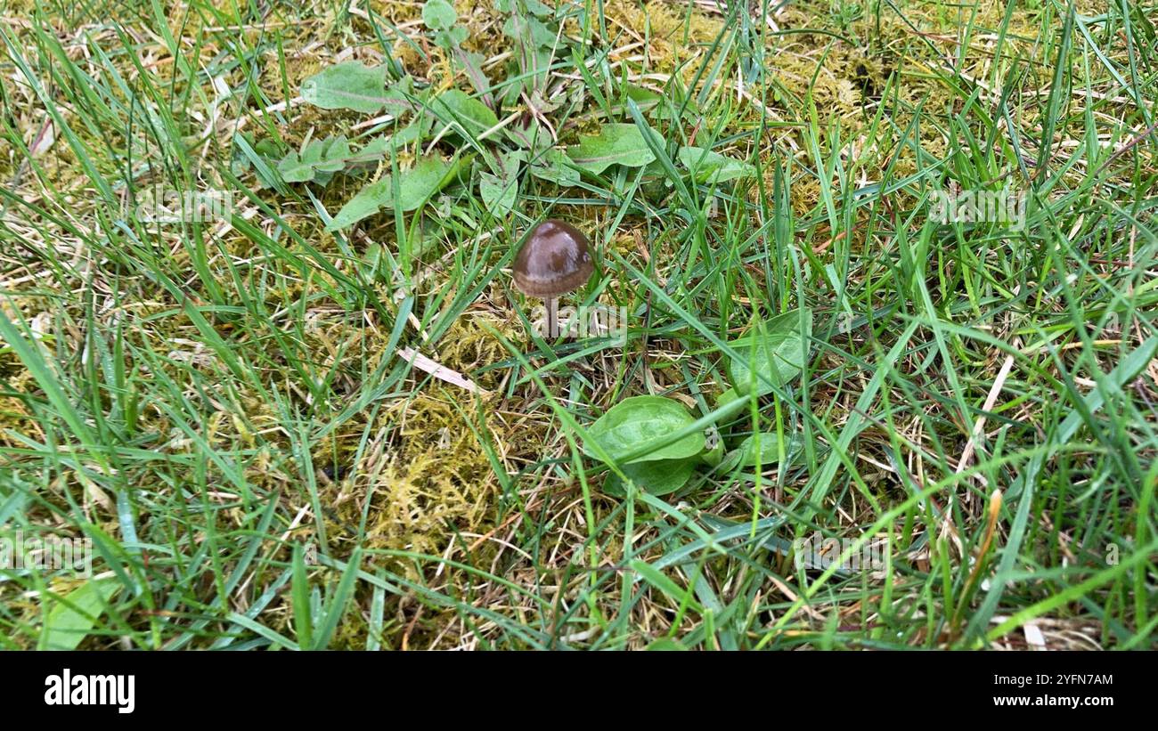 Mower's Mushroom (Panaeolus foenisecii Stock Photo - Alamy