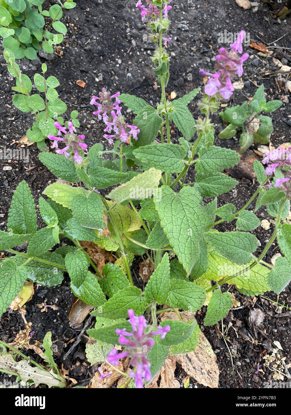 California Hedge Nettle (Stachys bullata Stock Photo - Alamy