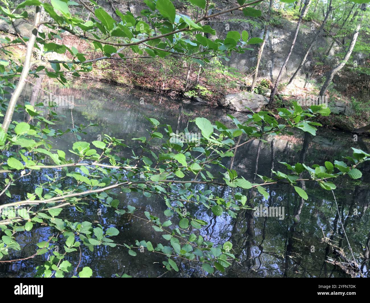 common alder (Alnus glutinosa Stock Photo - Alamy