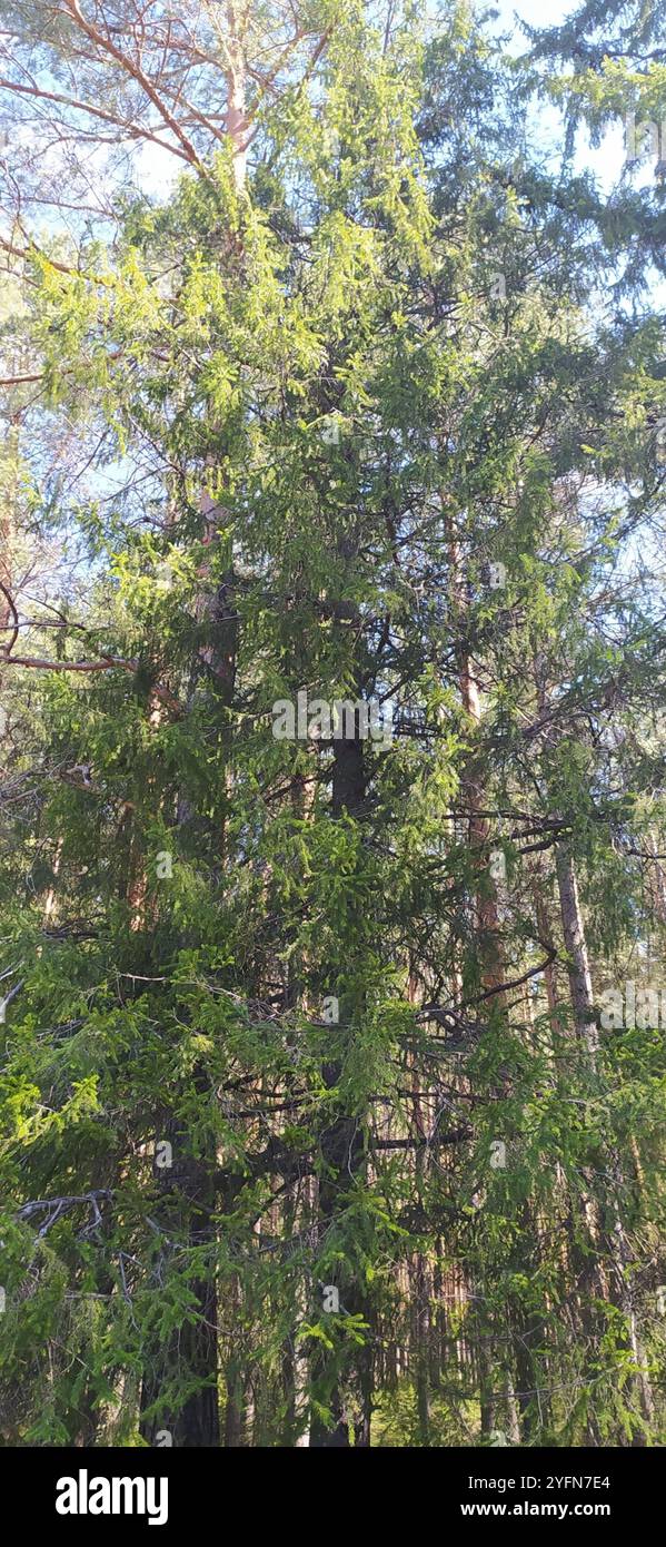 Siberian spruce (Picea obovata Stock Photo - Alamy