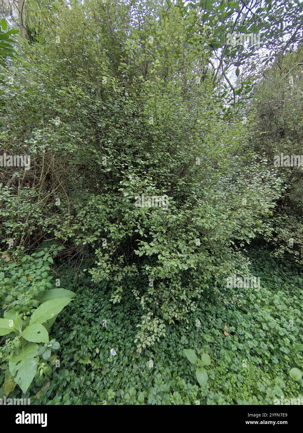 Kohuhu pittosporum tenuifolium hi-res stock photography and images - Alamy