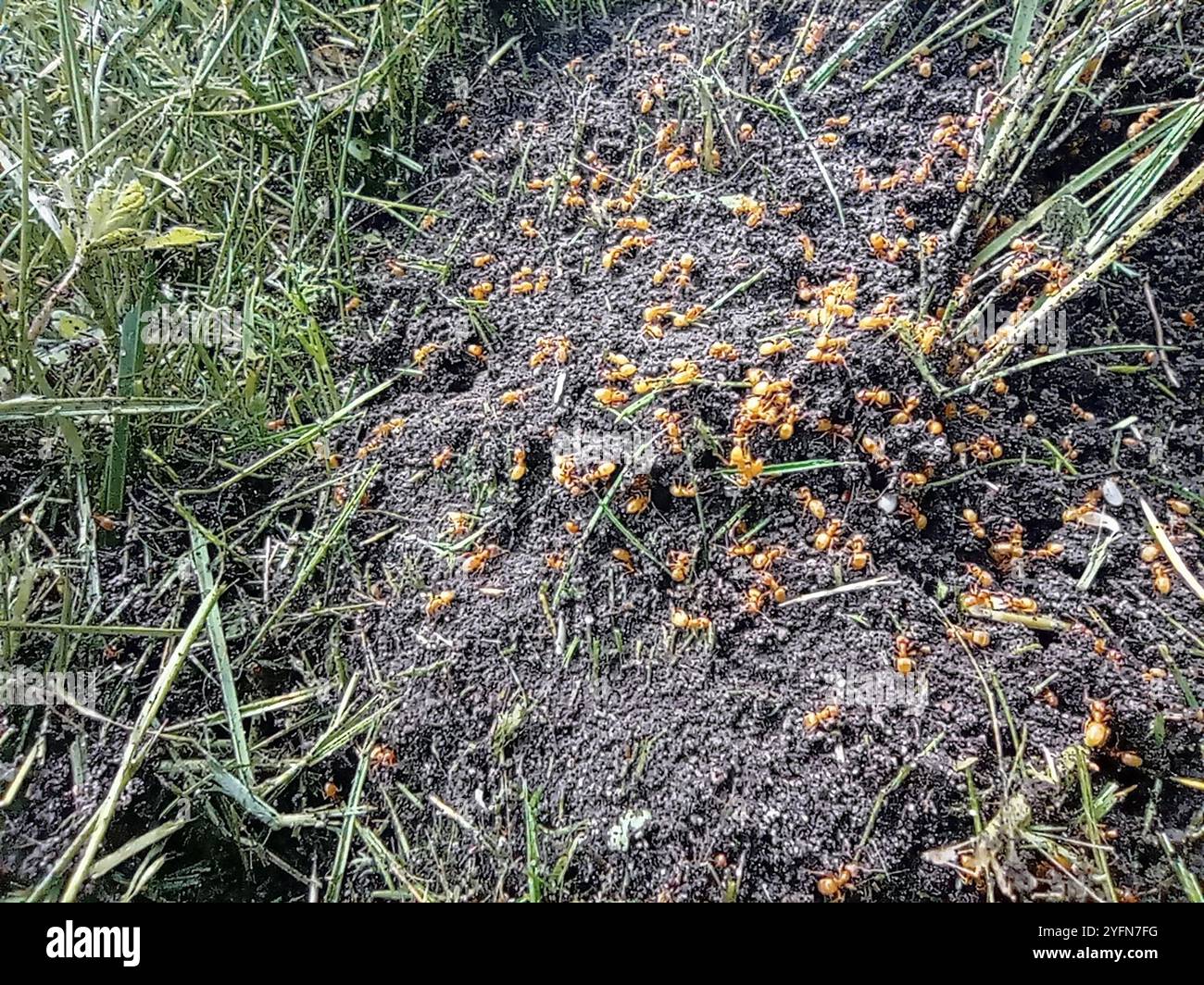 Citronella Ants, Fuzzy Ants, and Allies (Lasius Stock Photo - Alamy