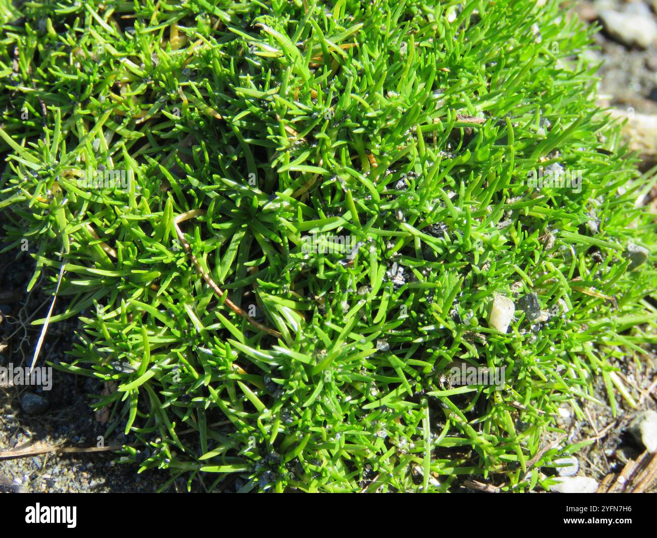 Procumbent Pearlwort (Sagina procumbens Stock Photo - Alamy