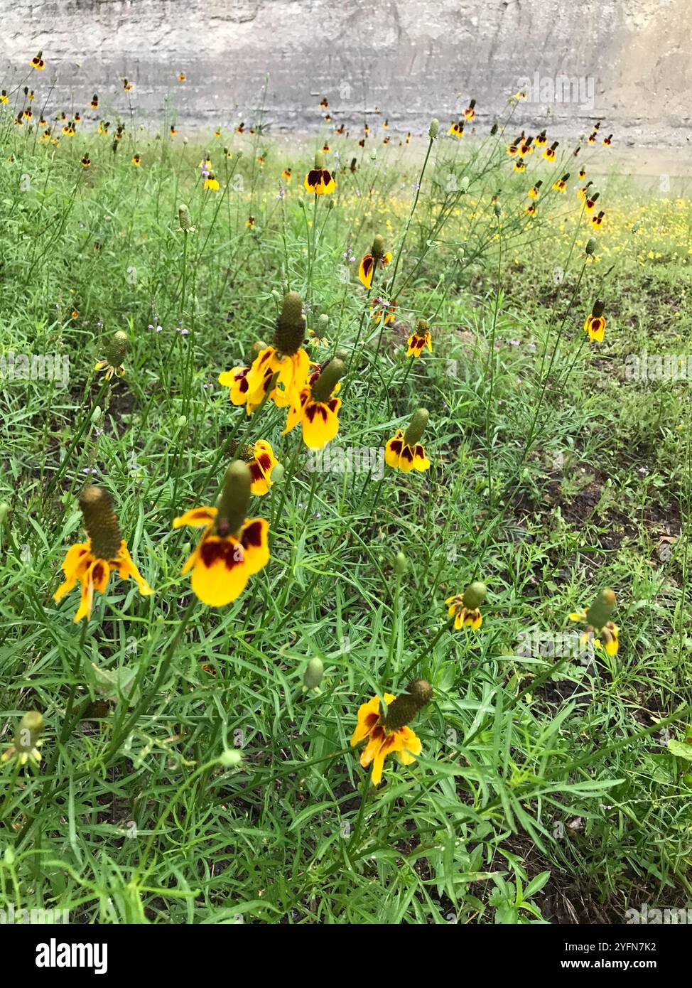 upright prairie coneflower (Ratibida columnifera Stock Photo - Alamy
