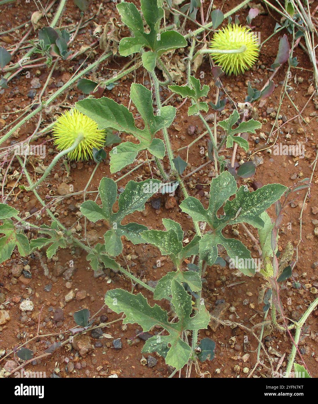South African Spiny Cucumber (Cucumis zeyheri Stock Photo - Alamy