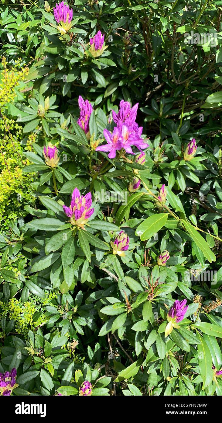 Common Rhododendron (Rhododendron ponticum Stock Photo - Alamy
