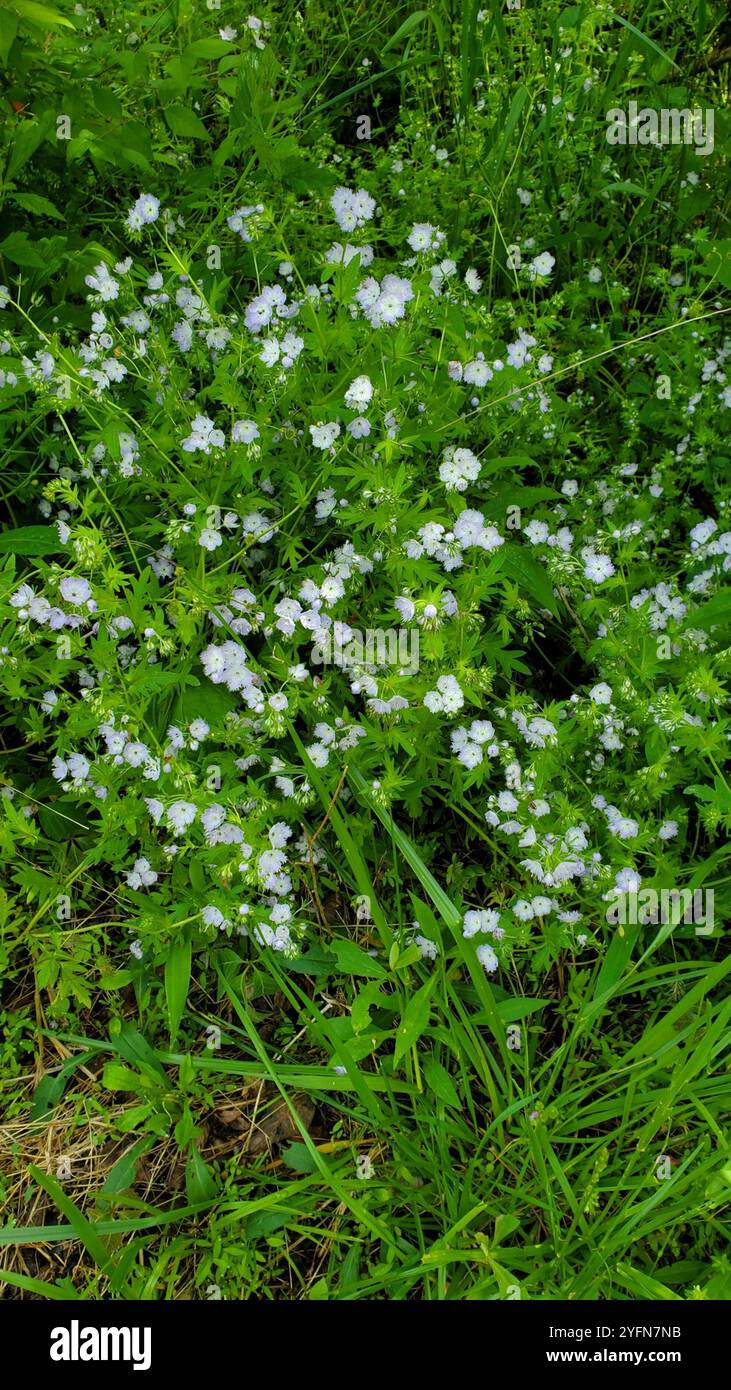 Purshii hi-res stock photography and images - Alamy