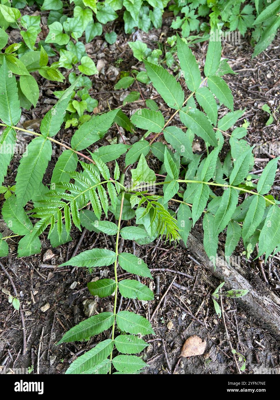 smooth sumac (Rhus glabra Stock Photo - Alamy