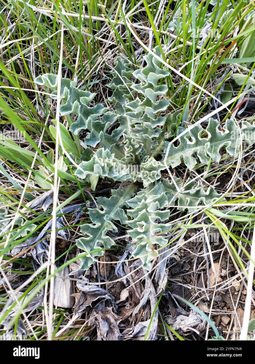 Wavyleaf thistle hi-res stock photography and images - Alamy