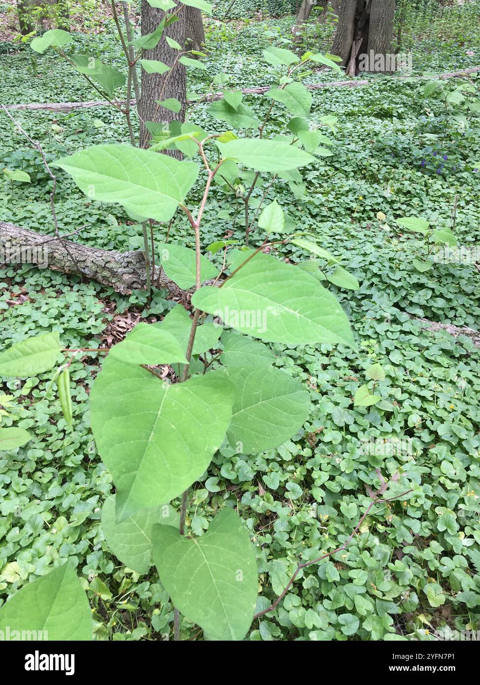 Japanese knotweed (Reynoutria japonica Stock Photo - Alamy