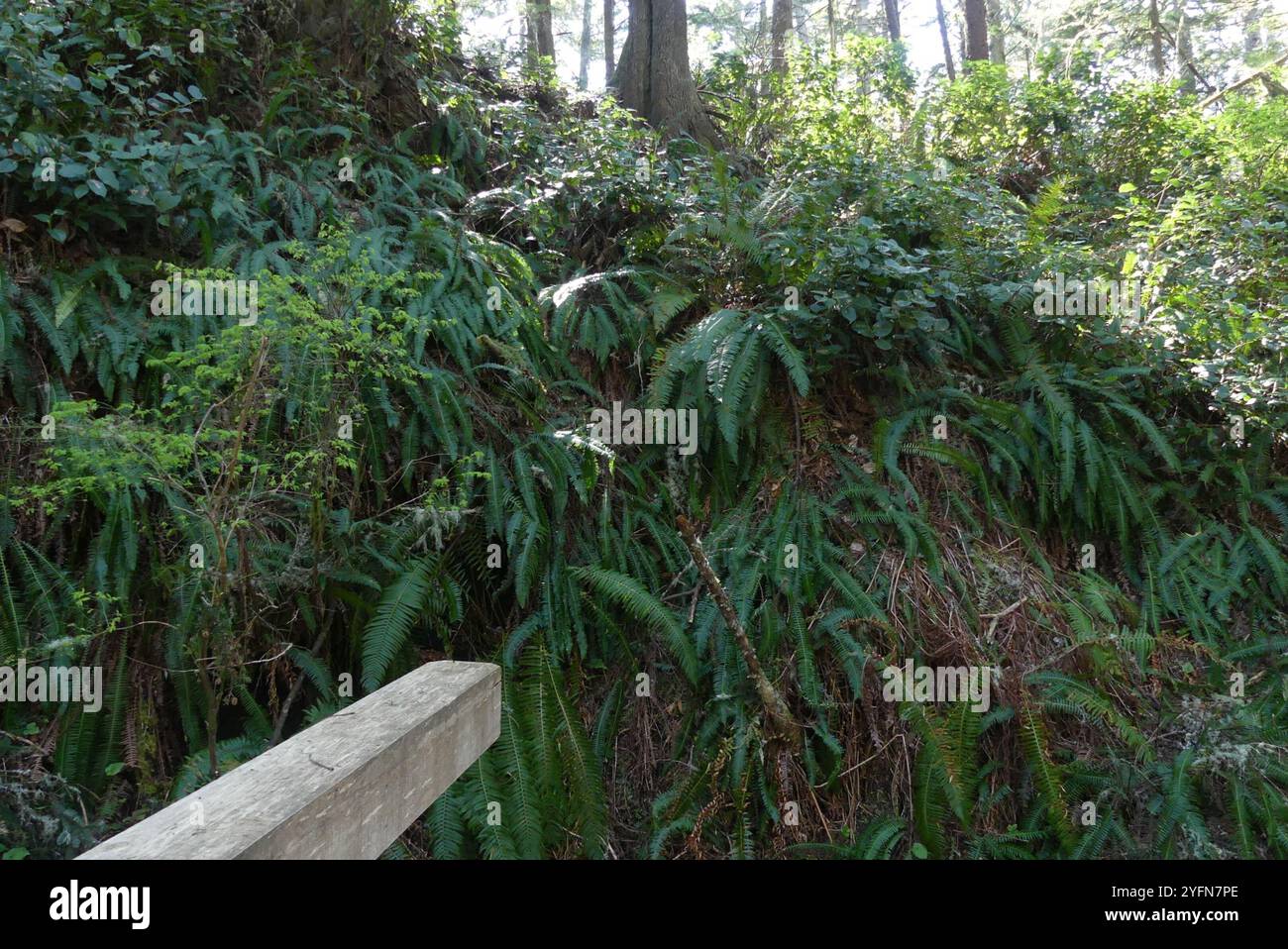 western sword fern (Polystichum munitum Stock Photo - Alamy