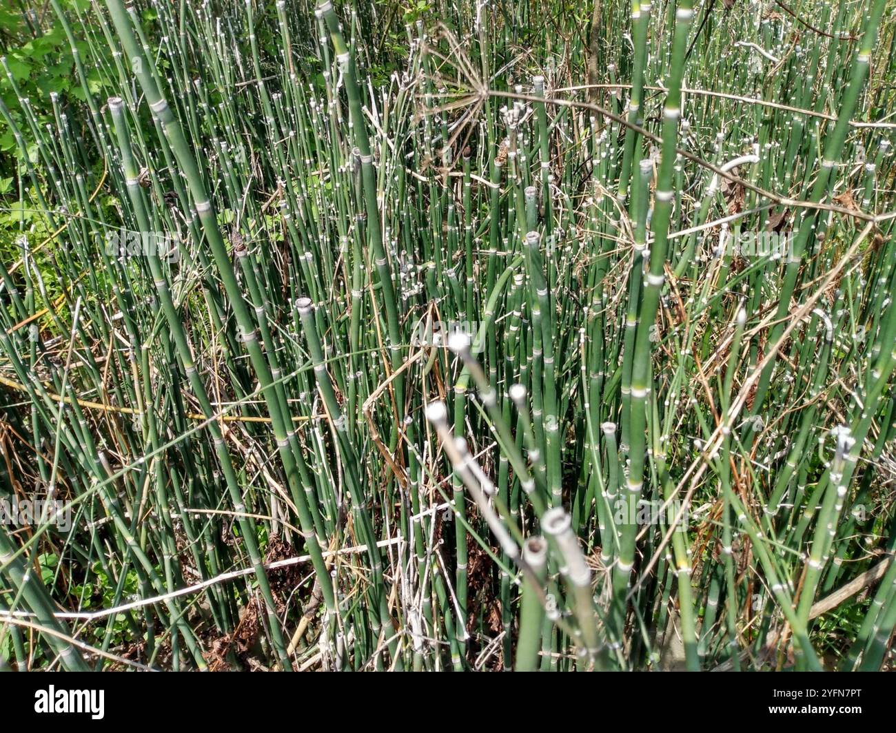 rough horsetail (Equisetum hyemale Stock Photo - Alamy