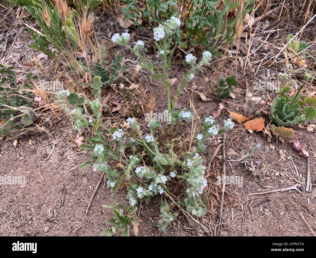 Clearwater cryptantha (Cryptantha intermedia Stock Photo - Alamy