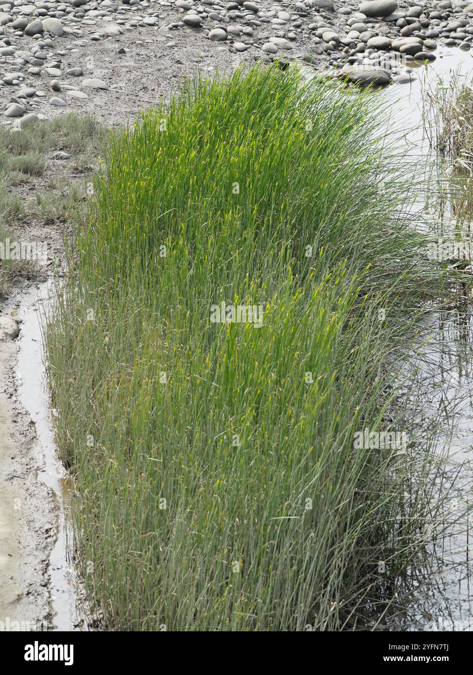 Short-leaved Malacea Galingale (Cyperus malaccensis monophyllus Stock ...