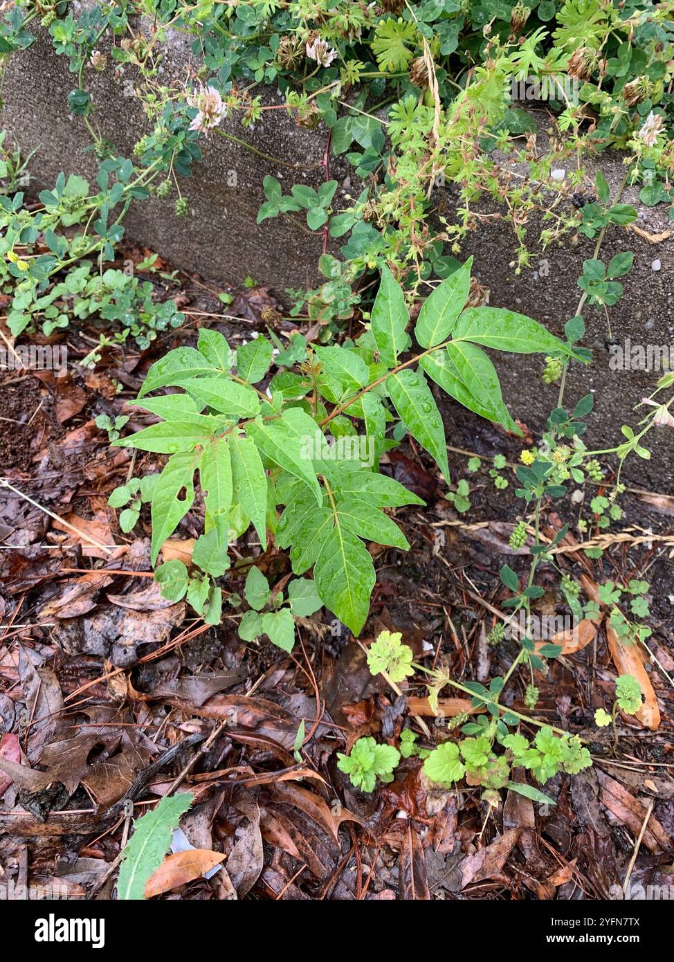 tree-of-heaven (Ailanthus altissima Stock Photo - Alamy