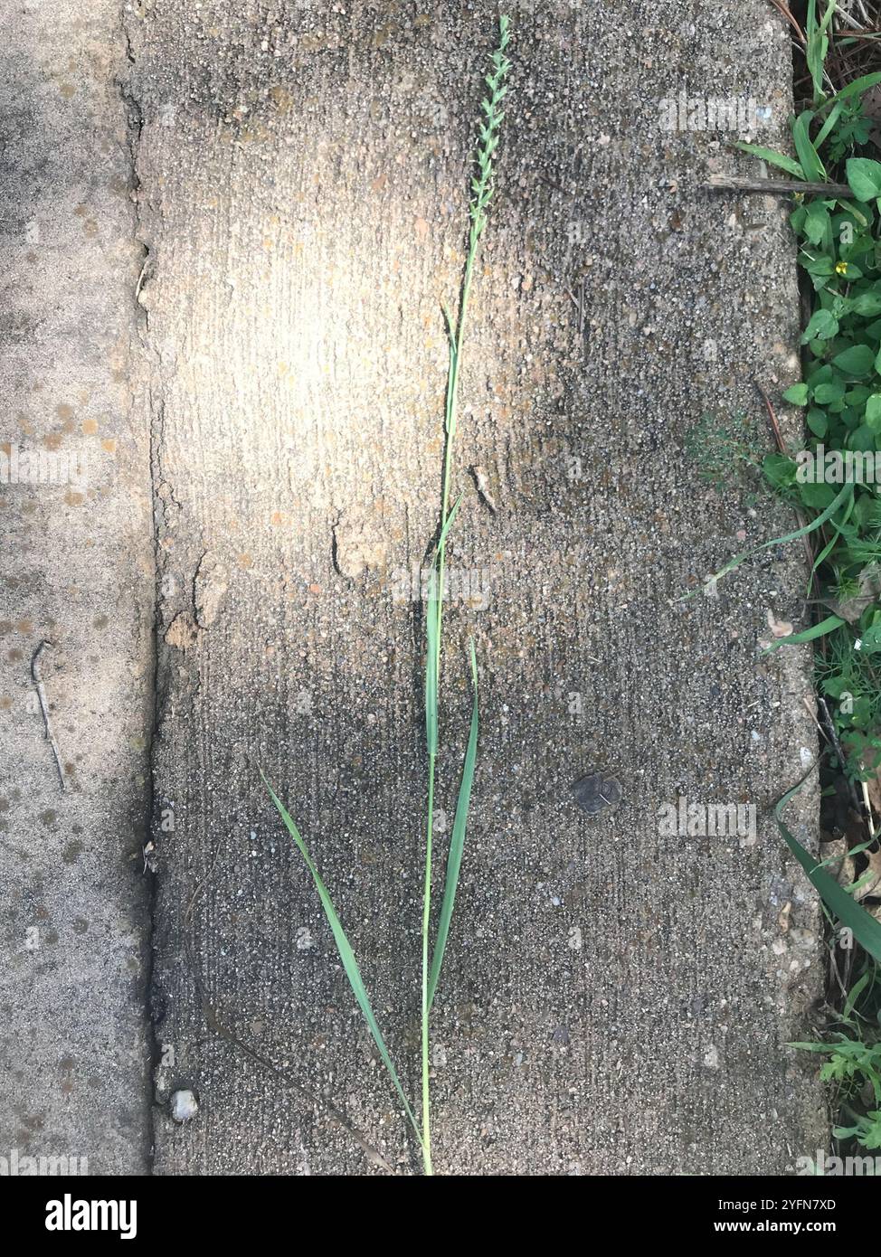 Italian Ryegrass (Lolium multiflorum Stock Photo - Alamy