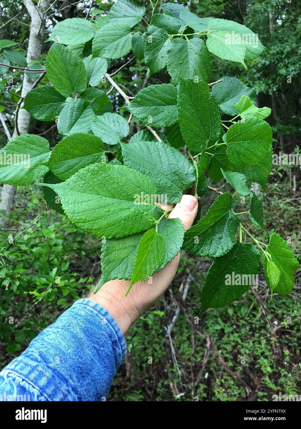 red mulberry (Morus rubra Stock Photo - Alamy