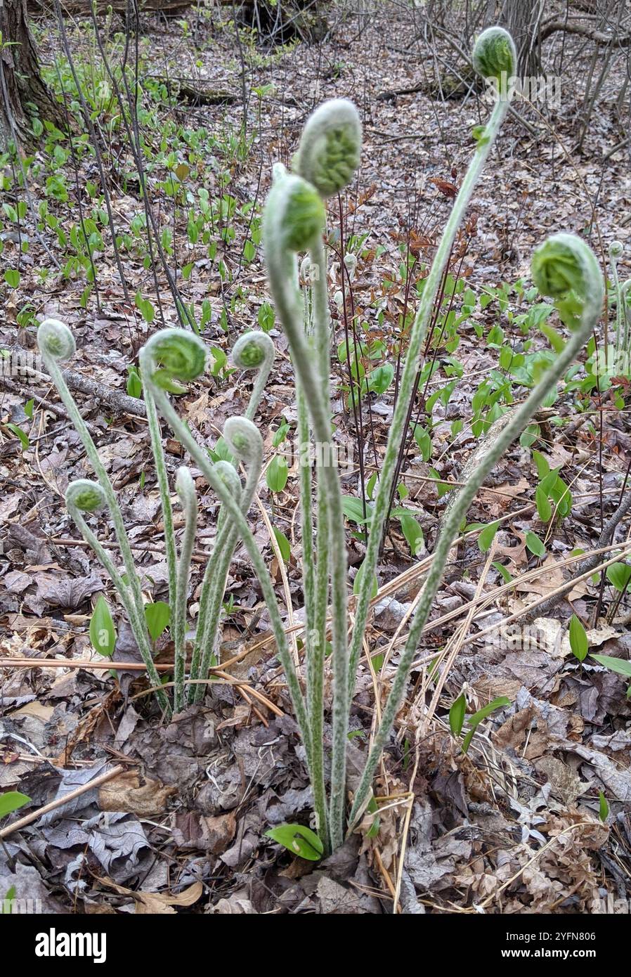 Royal fern family (Osmundaceae Stock Photo - Alamy