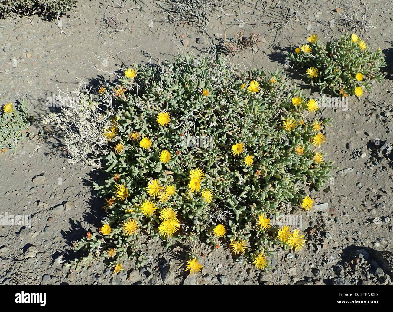 rocky point ice plant (Malephora lutea Stock Photo - Alamy
