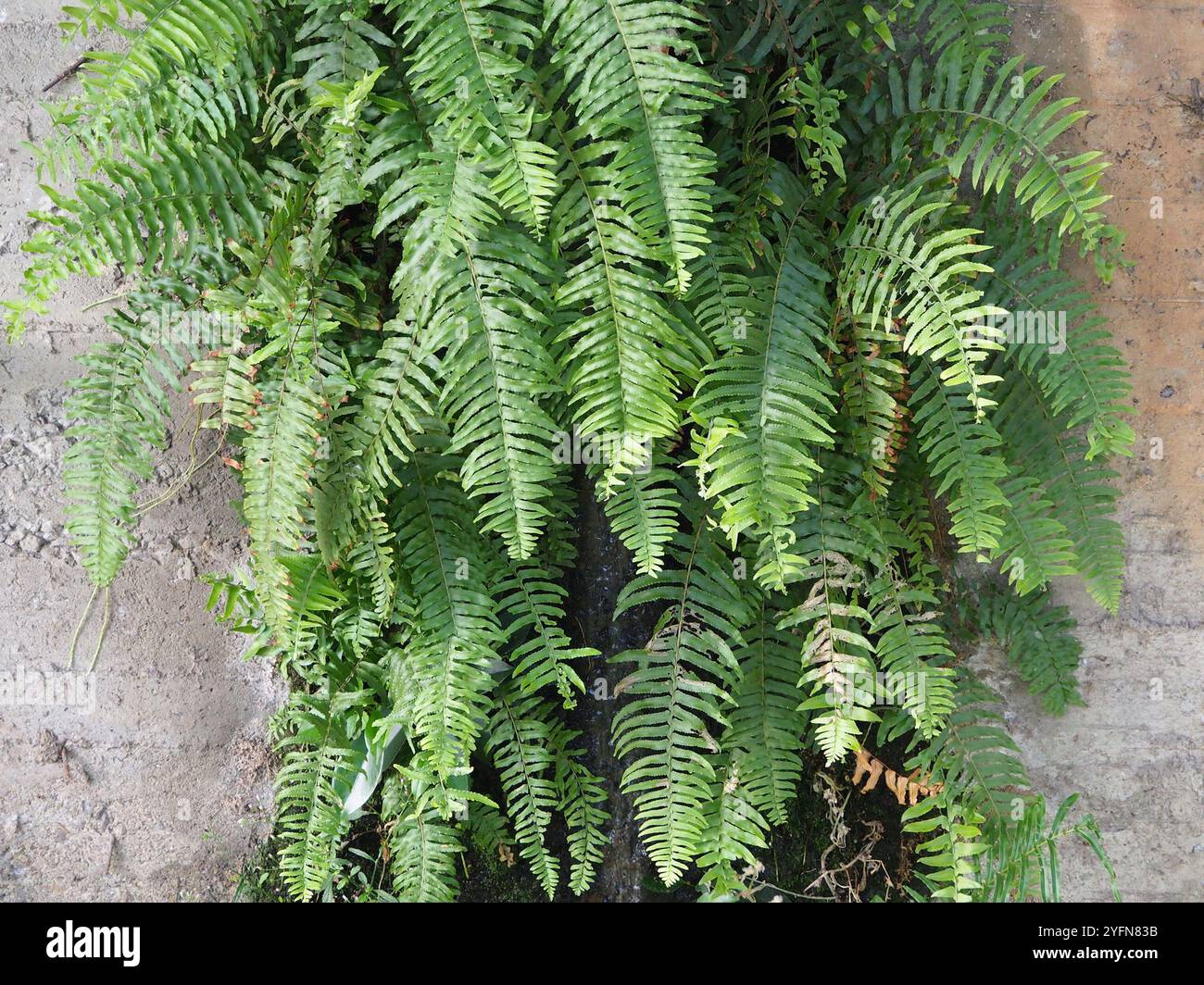 Fishbone Fern (Nephrolepis cordifolia Stock Photo - Alamy