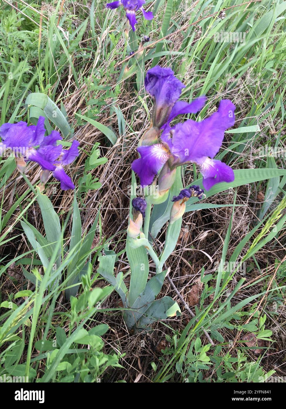 Leafless iris hi-res stock photography and images - Alamy