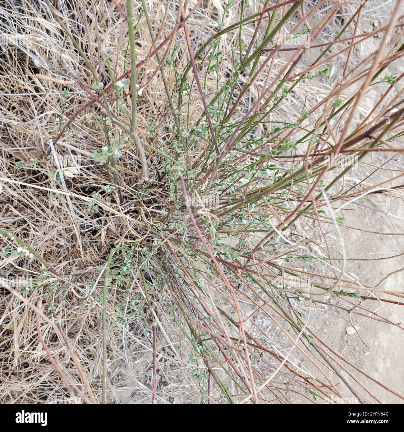 Deerweed hi-res stock photography and images - Alamy