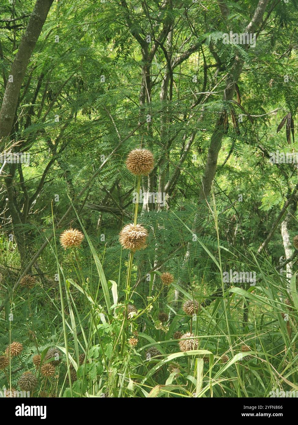 lion's ear (Leonotis nepetifolia Stock Photo - Alamy