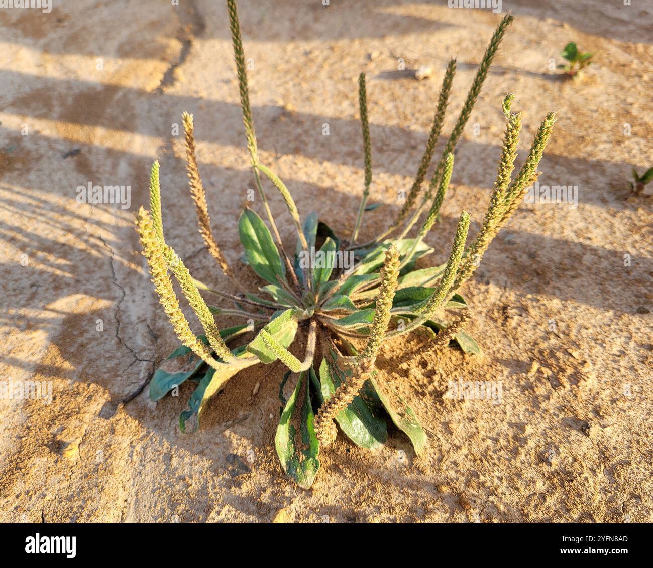 dwarf plantain (Plantago virginica Stock Photo - Alamy