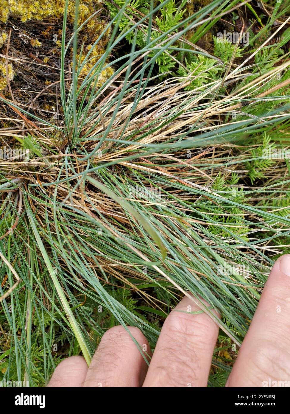 Roemeri hi-res stock photography and images - Alamy