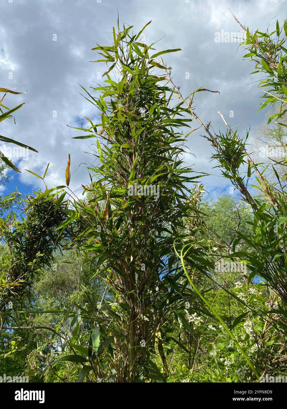 Arundinaria gigantea hi-res stock photography and images - Alamy