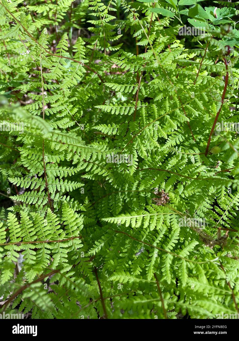 Cystopteris bulbifera hi-res stock photography and images - Alamy