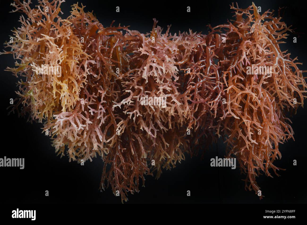 fresh brown seaweed isolated on black background Stock Photo - Alamy