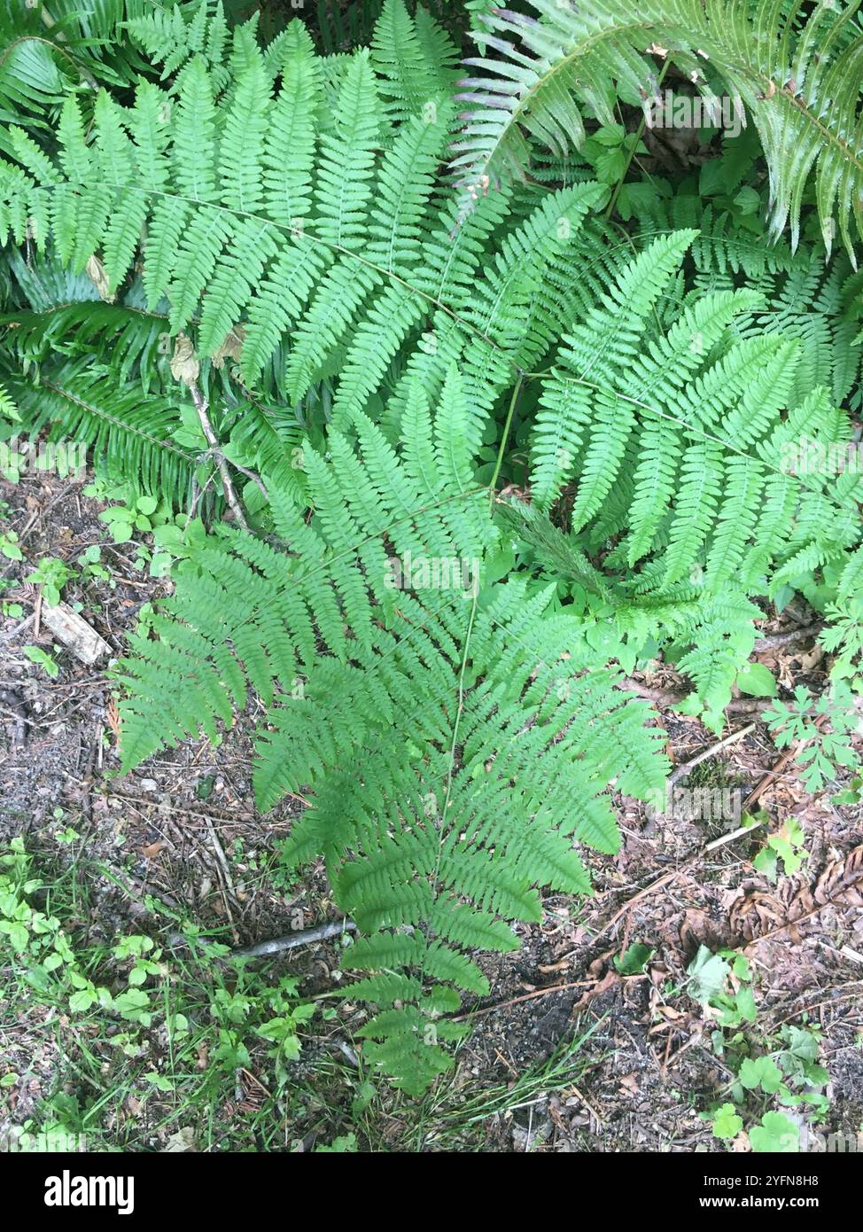 common bracken (Pteridium aquilinum Stock Photo - Alamy
