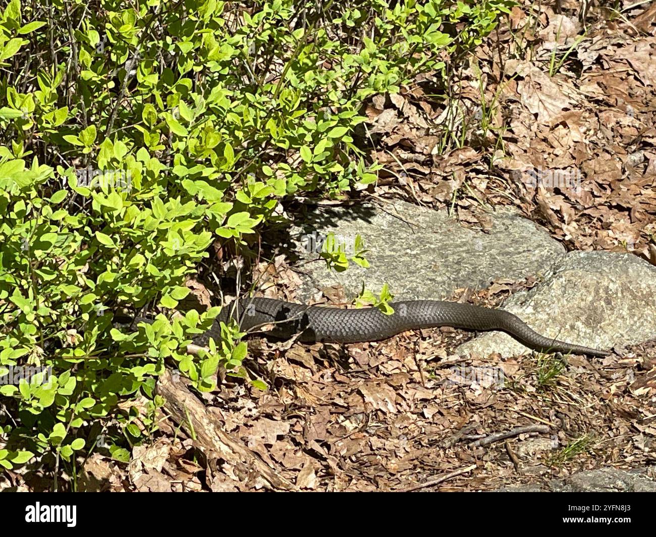 Eastern Hognose Snake (Heterodon platirhinos Stock Photo - Alamy