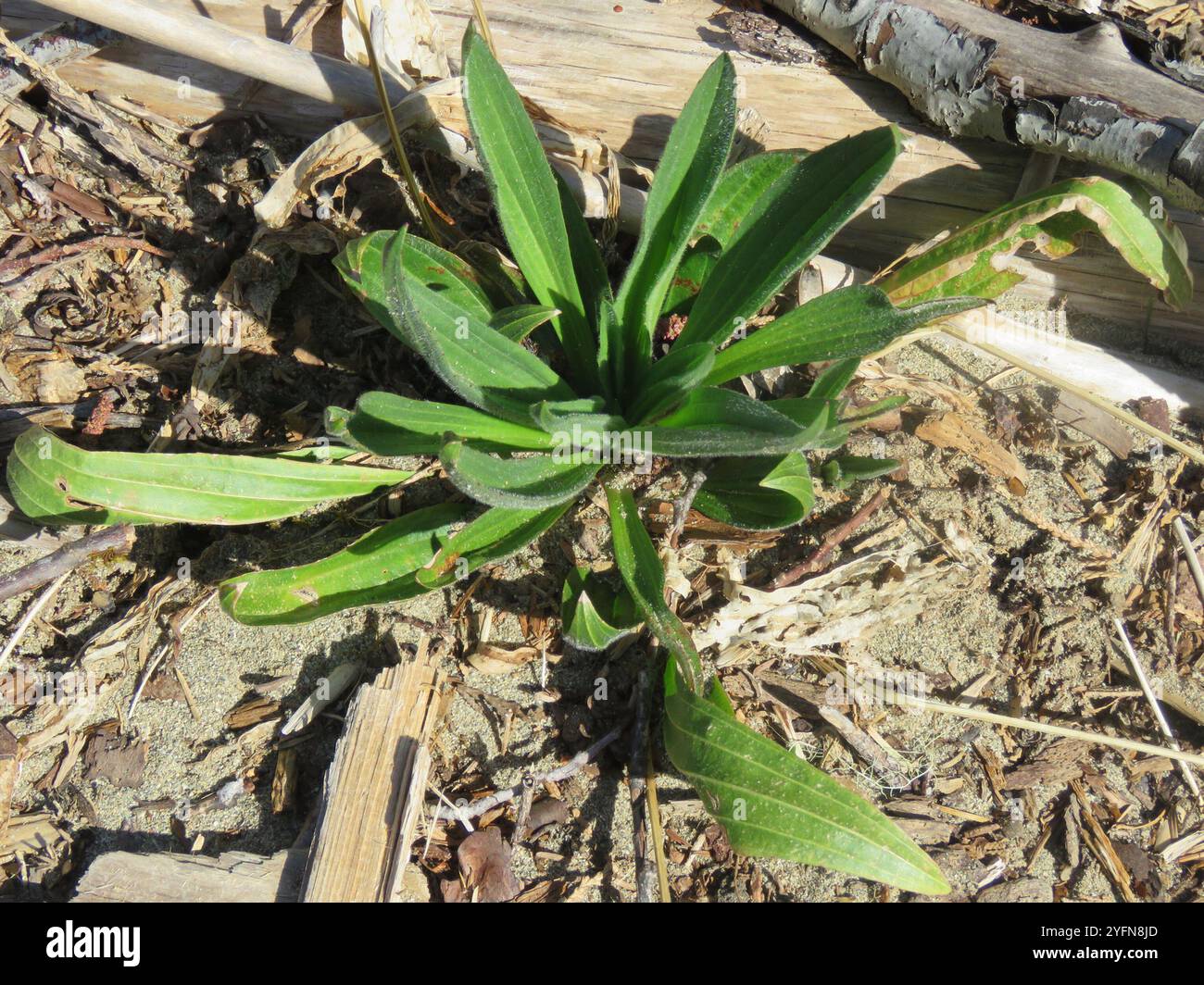 ribwort plantain (Plantago lanceolata Stock Photo - Alamy