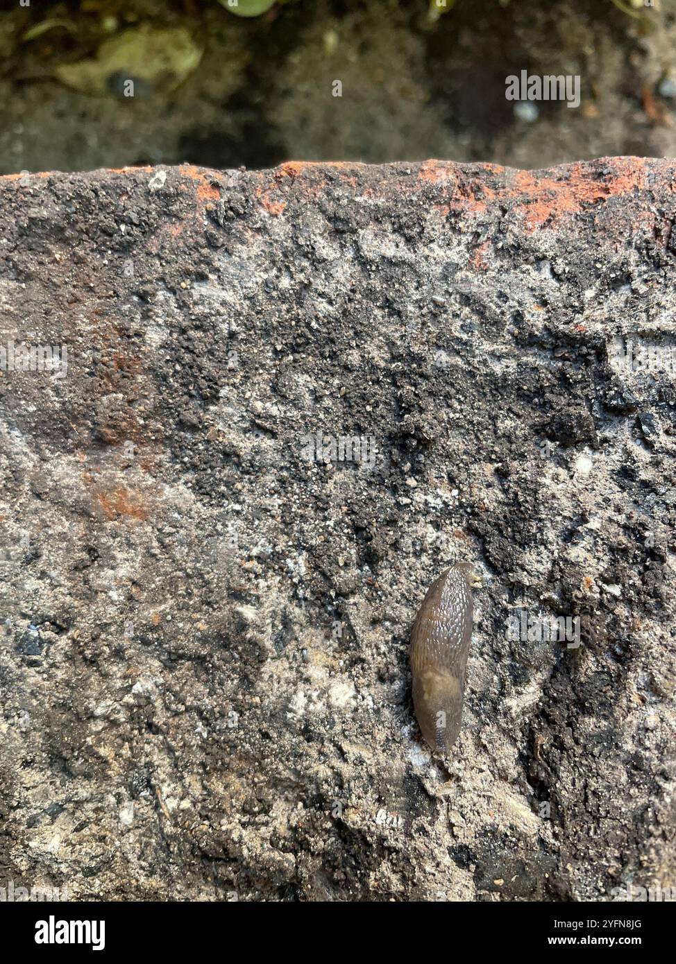 Milky Slug (Deroceras reticulatum Stock Photo - Alamy