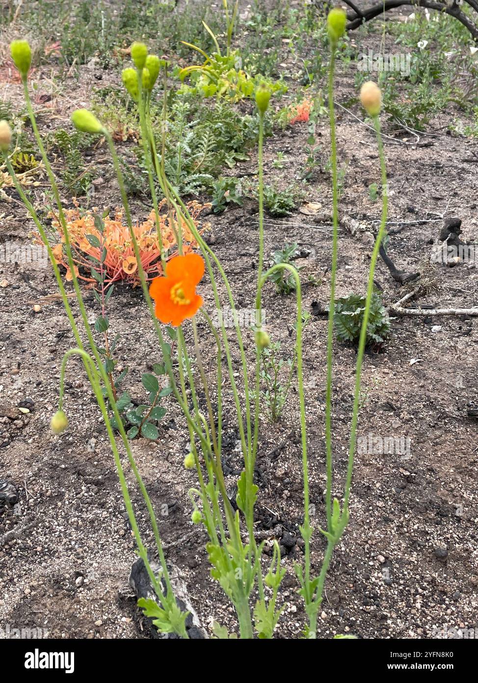 fire poppy (Papaver californicum Stock Photo - Alamy