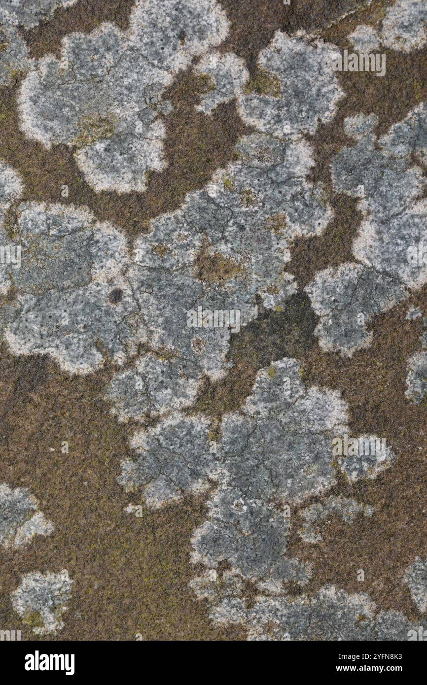 Tile Lichens (Lecidea Stock Photo - Alamy