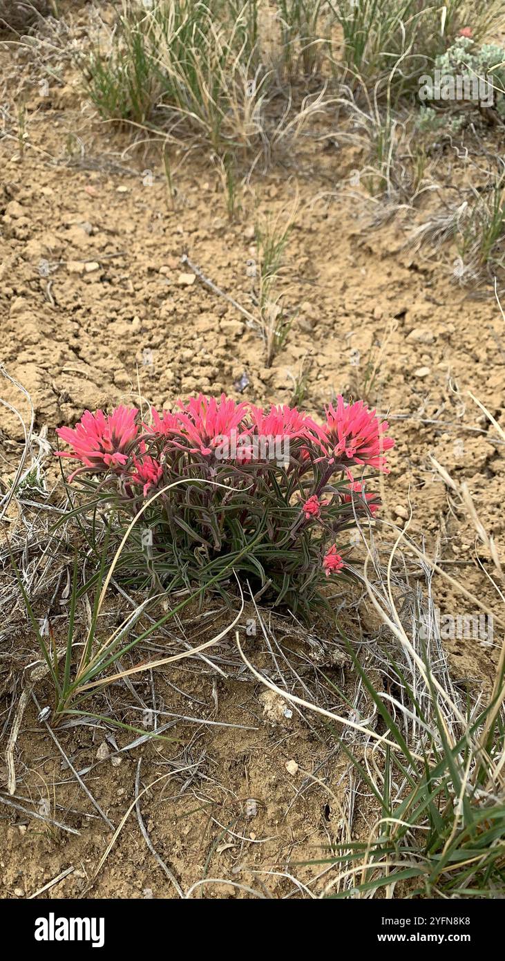 (Castilleja angustifolia angustifolia Stock Photo - Alamy