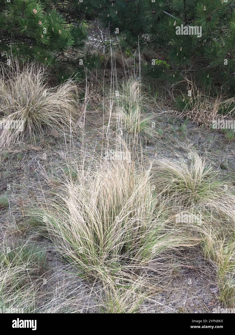 African love grass (Eragrostis curvula Stock Photo - Alamy