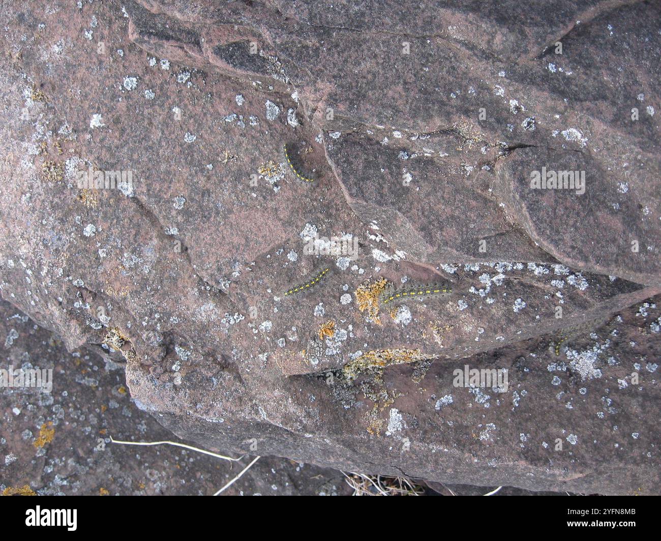 Setina hi-res stock photography and images - Alamy