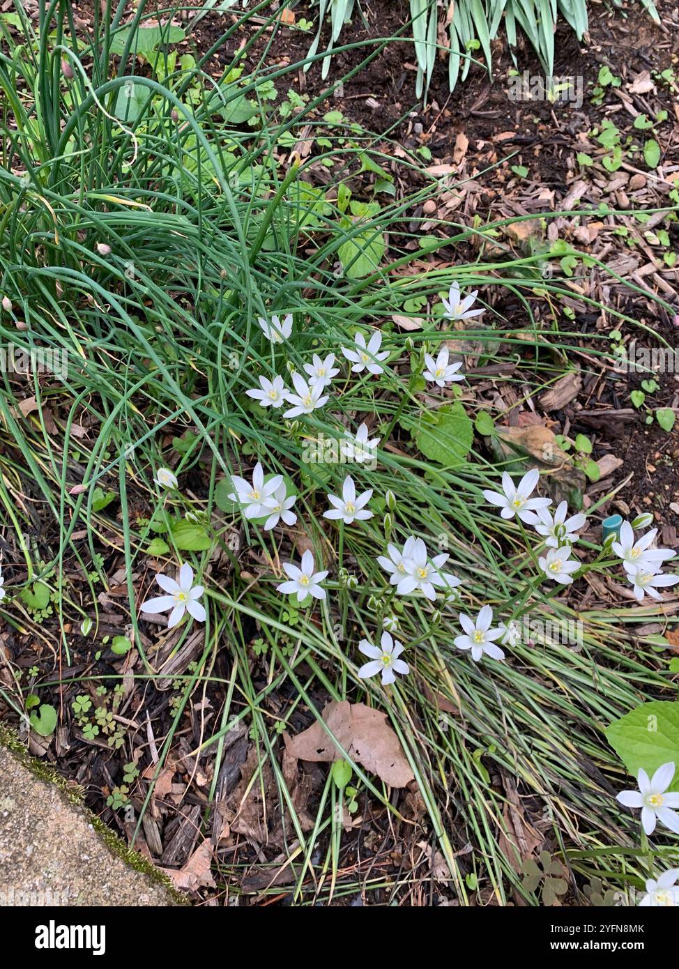 common star-of-Bethlehem (Ornithogalum umbellatum Stock Photo - Alamy
