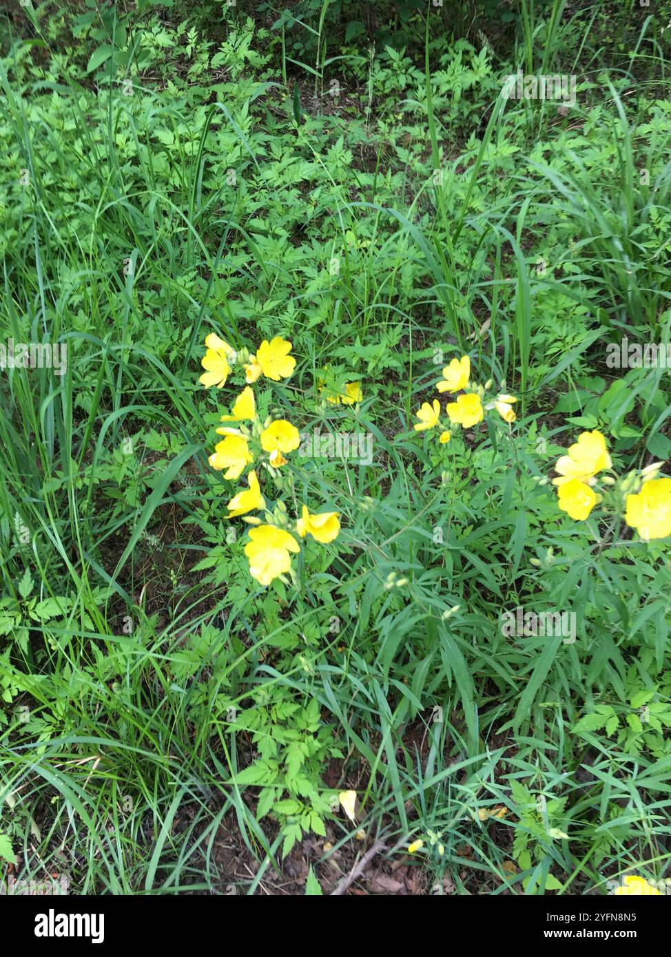 narrow-leaved sundrops (Oenothera fruticosa Stock Photo - Alamy